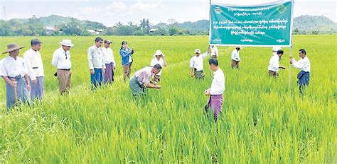 တစ်ဧက တင်း ၁၀၀ ထွက်ရှိစေရေး ဆာဖိုးသာစပါးဧက ၁၀၀ စံပြကွက်၌ ဥကပ်ပါးနကျယ်ကောင်များ စုပေါင်းလွှတ်ပေး