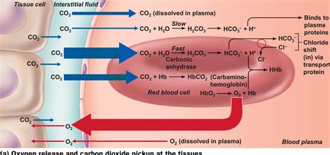 Pin On Chapter 22 Respiratory System