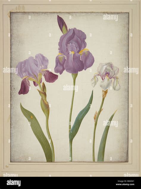 Iris Germanica Left And Iris Pallida Right Bearded Iris Stock