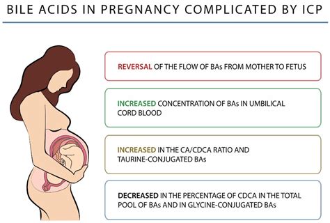 Bile Acids In Intrahepatic Cholestasis Of Pregnancy Encyclopedia Mdpi