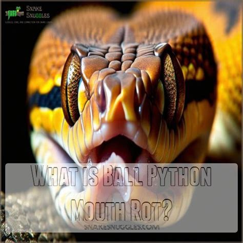 Ball Python Mouth Rot Signs Causes Treat And Prevent
