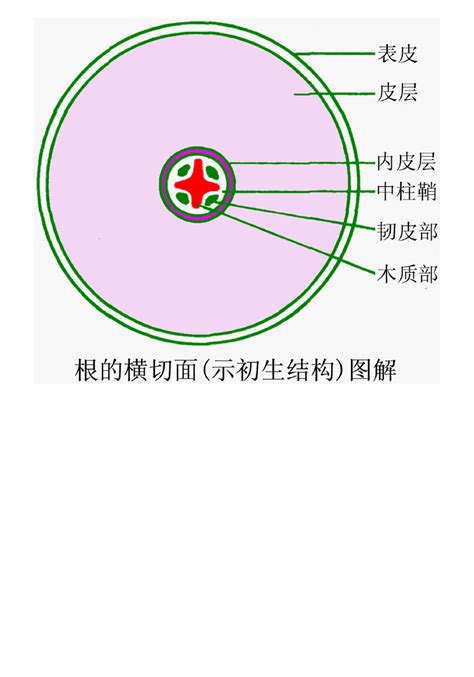 植物学问答题题库及答案完整版 文档之家