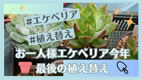 【多肉植物】夜ふかし多肉事vol30 お一人様エケベリア今年最後の植え替え 今年もありがとうございました💗 Youtube