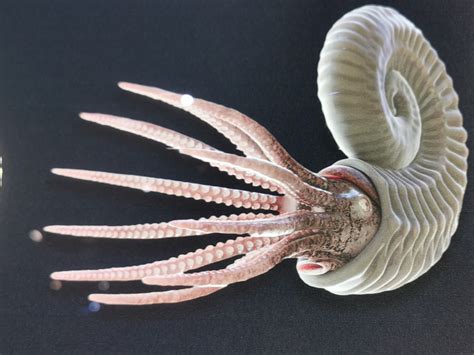 Nautilus Real R Splatoon