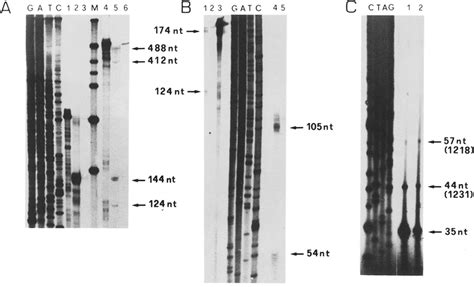 A D Fine Mapping Of The Transcripts Of The Non Coding Region Sequence Download Scientific
