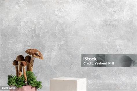 삼림 지대 장식과 자연 스타일 녹색 이끼와 버섯이있는 나무 연단 제품 프리젠 테이션을위한 정물 0명에 대한 스톡 사진 및 기타 이미지 Istock