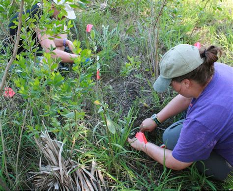 SICB Maternal Nest Choice And The Effects Of Nest Microclimate On Egg Survival In The