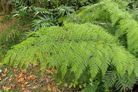 Hen Asplenium Bulbiferum Nz Native Plants