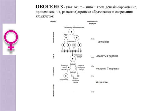 Гаметогенез у растений и животных Спорогенез и гаметогенез у растений Стадии гаметогенеза