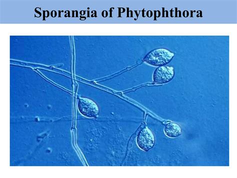 Classification And Diagnostic Charecterstics Of Main Plant Pathogenic Fungi Pptx
