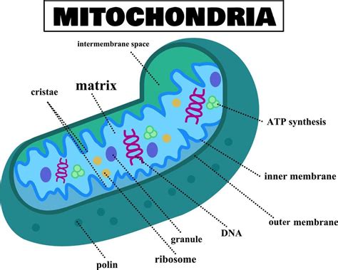 Anatomy Of The Mitochondria Diagram For Biology Education