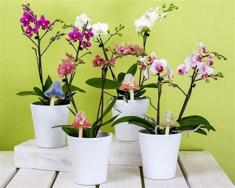 Какие цветы должны быть дома обязательно фото и название