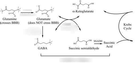 Gaba Synthesis Pathway Diagram Quizlet