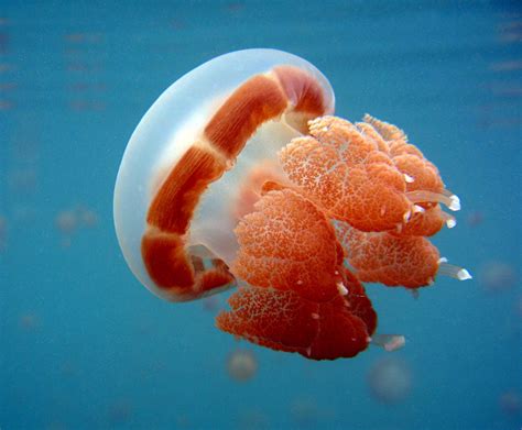 Cassiopea Marine Photosynthetic Stinging Britannica