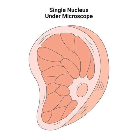 Premium Vector Single Nucleus Under Microscope Vector Illustration
