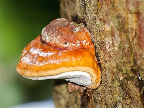 Mushroom Tree Trunk Free Photo On Pixabay Pixabay