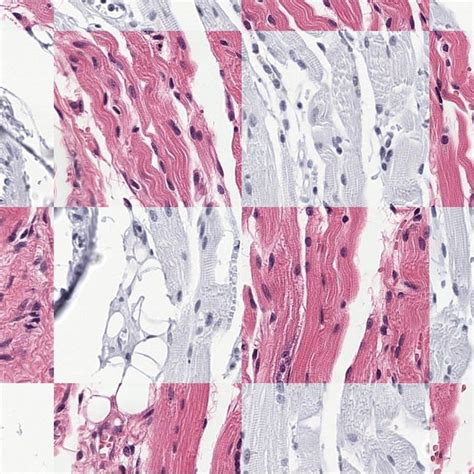 Checkerboard Plot After Registration Of A Re Stained Image Pair Download Scientific Diagram