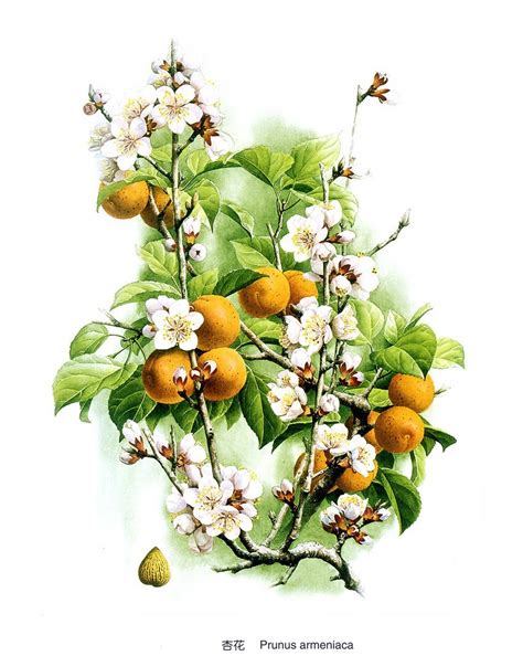 Художник Zeng Xiao Lian 142 работ Страница 4 Картины художники фотографы на Nevsepic