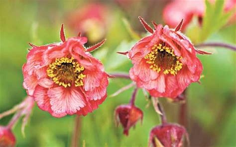 Get Your Geum Bell Bank Seeds Now Riveal
