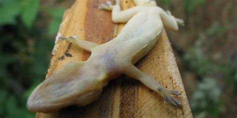 Russias Sex Geckos Died In Space