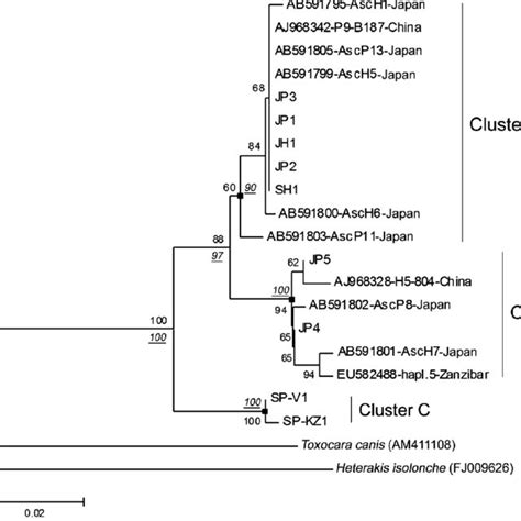 dendrogram constructed by the neighbor joining and bayesian analyses