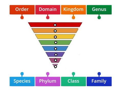 Levels Of Classification Labelled Diagram