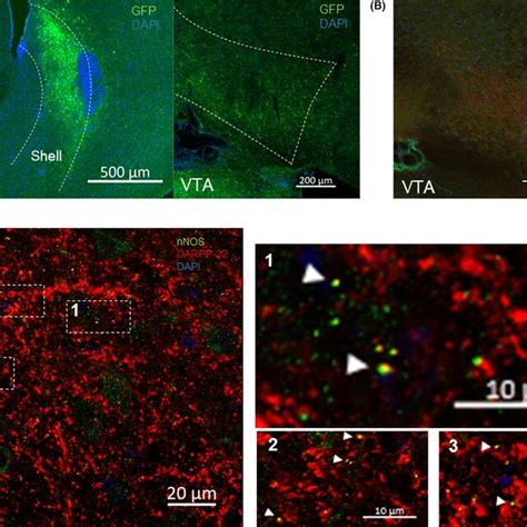 immunohistochemical analysis of nac neuron projection to vta and vta download scientific