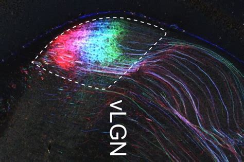 New Ideas Change Your Brain Cells Neuroscience News