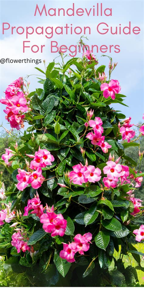 Mandevilla Guide How To Grow Care For Vining Mandevilla Plants Artofit