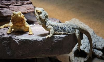 Reptilien Halten Dehner