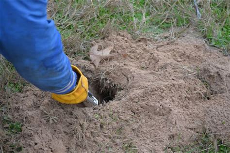 My Stuff Gopher Eradication