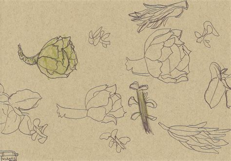 Oxnard Botanical Contour Drawing Focus On The Masters Arts Archive And Library