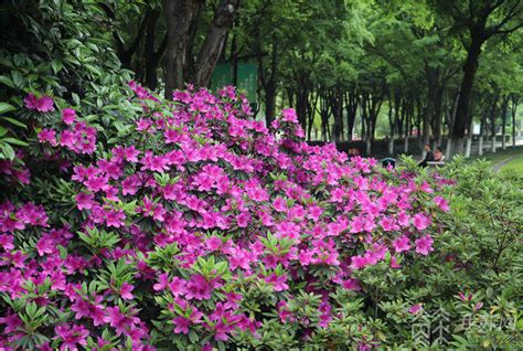 人间最美四月天，杜鹃花开似云霞（组图）手机凤凰网
