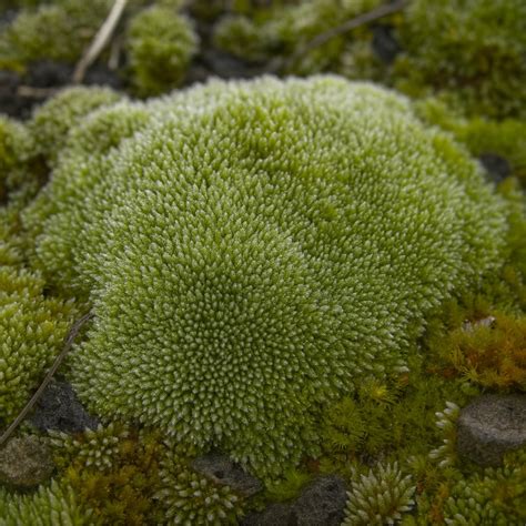 Silver Moss For Sale Full Sun Accent Moss