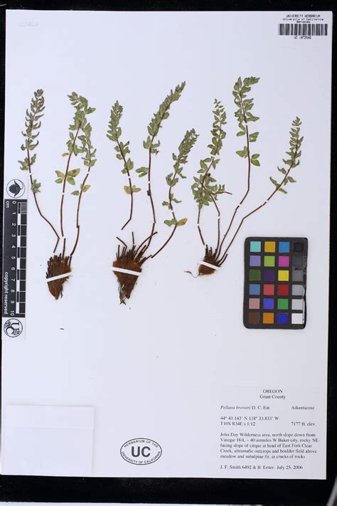 Pteridoportal Occurrence Profile