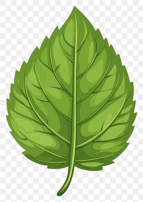Png Green Bipinnatisect Leaf Illustration Free Png Rawpixel