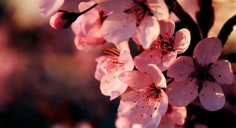 Hanamary User Profile Deviantart