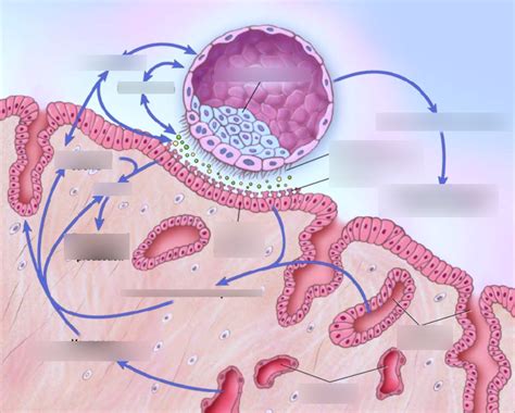 Final Lab Diagram Quizlet Final Lab Diagram Quizlet