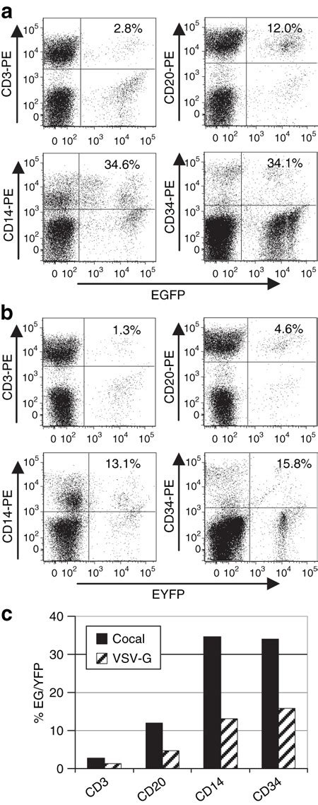 Comparison Of Cocal And Vesicular Stomatitis Virus Envelope