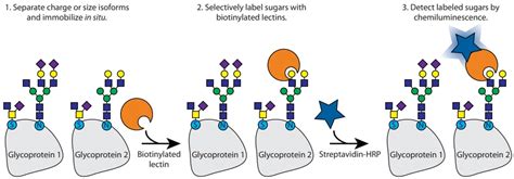 High Throughput Glycan Characterization Using Simple Western Bio Techne