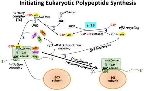 135 Eukaryotic Translation Regulation Biology Libretexts