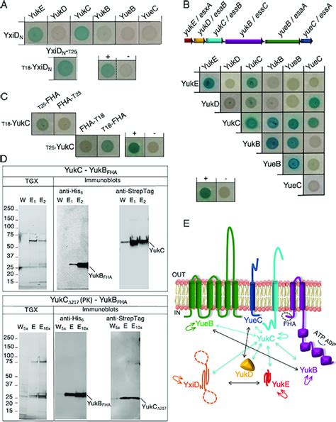 Binary Protein Interactions Of T7ssb Subunits And Substrates A Top Download Scientific