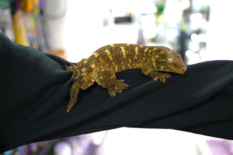 Breeding Pair Leachianus Geckos New England Reptile Nerd