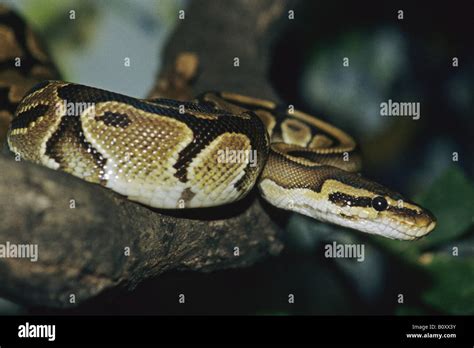 Ball Python Royal Python Python Regius Portrait Stock Photo Alamy