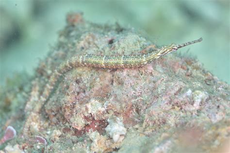 イシヨウジ属 WEB魚図鑑