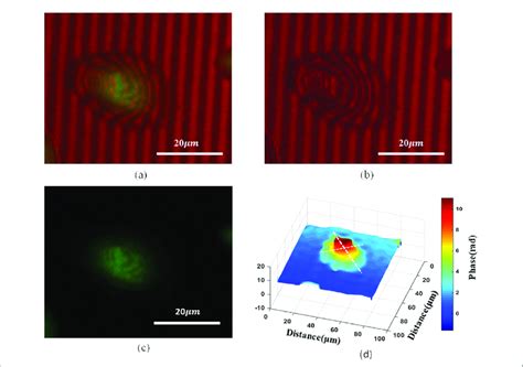 A Recorded Composite Single Shot Image Of The 4 H Adhered Mg63 Cancer