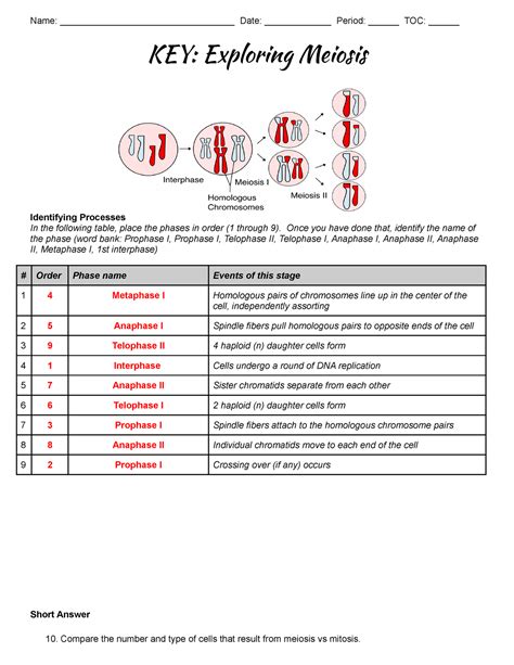 Meiosis Worksheet Identifying Processes Answer Key