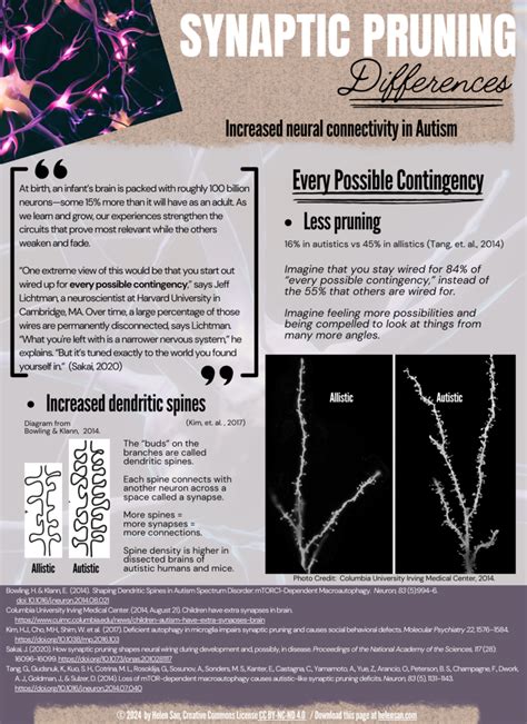 Synaptic Pruning Differences Mont Rose Counseling Llc