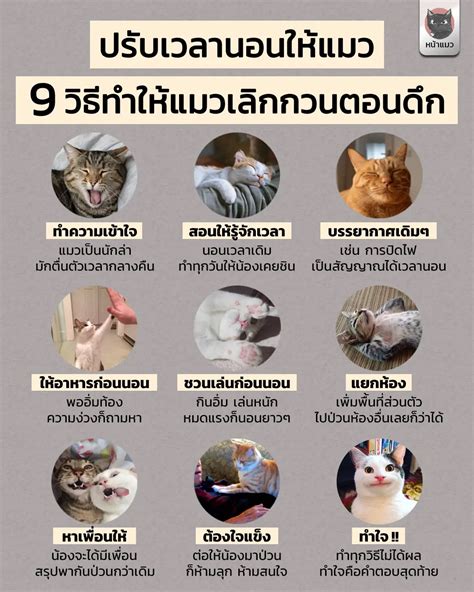 นอนกลางวัน ตื่นกลางคืน 😹 แกลเลอรีที่โพสต์โดย หน้าแมว Lemon8
