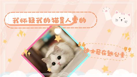 我怀疑我的猫是人变的 猫主子的日常 Mp4 Youtube